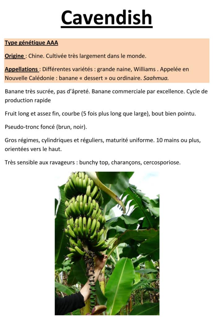 Variétés de vitroplants - AURAPACIFICA
