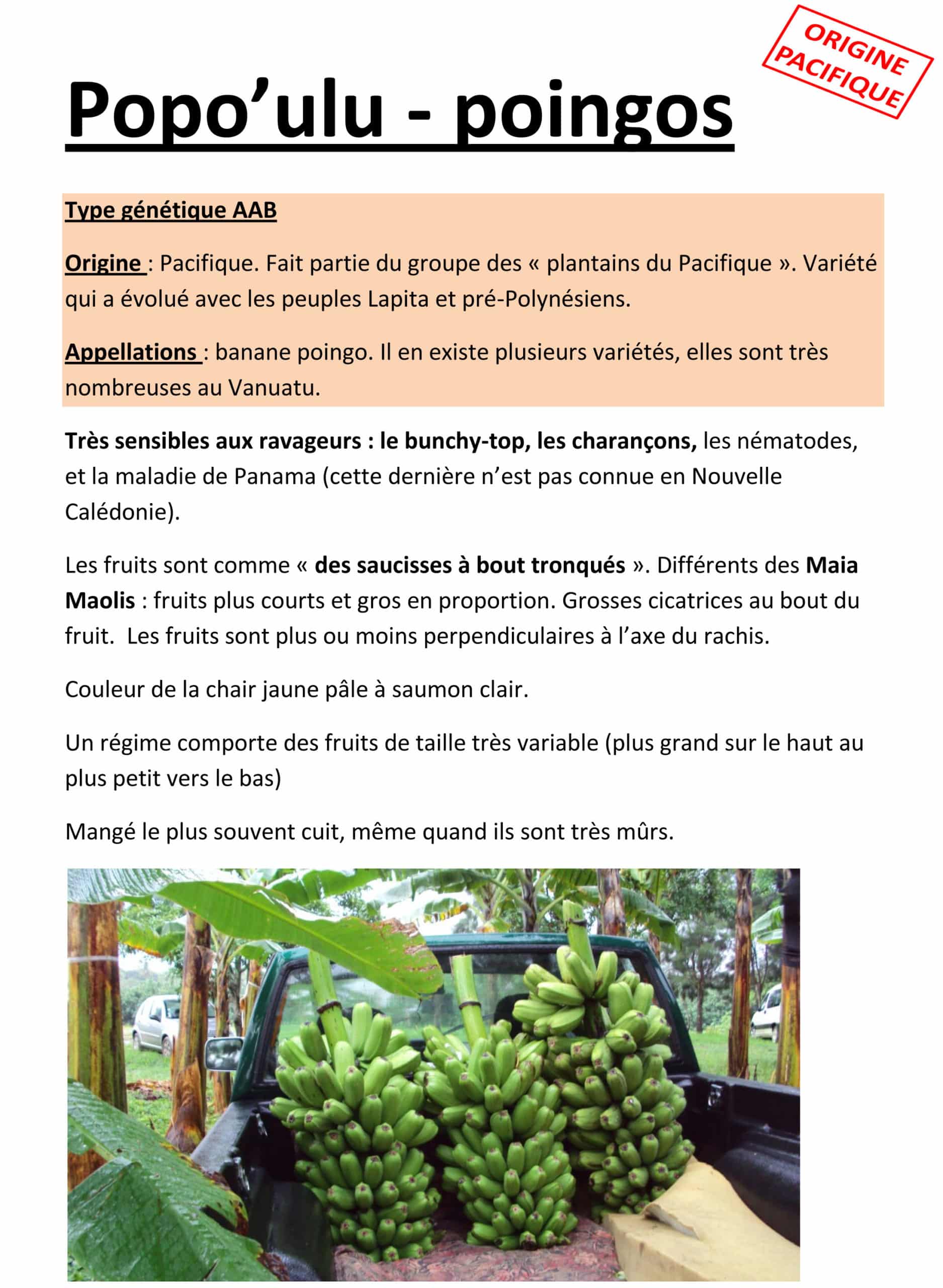 Variétés de vitroplants - AURAPACIFICA