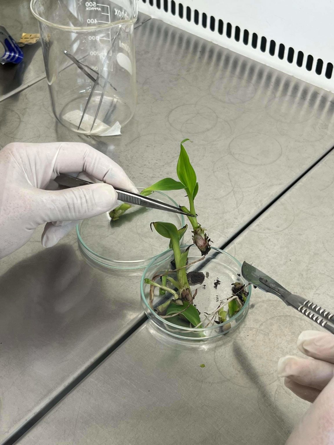 Les vitroplants - AURAPACIFICA